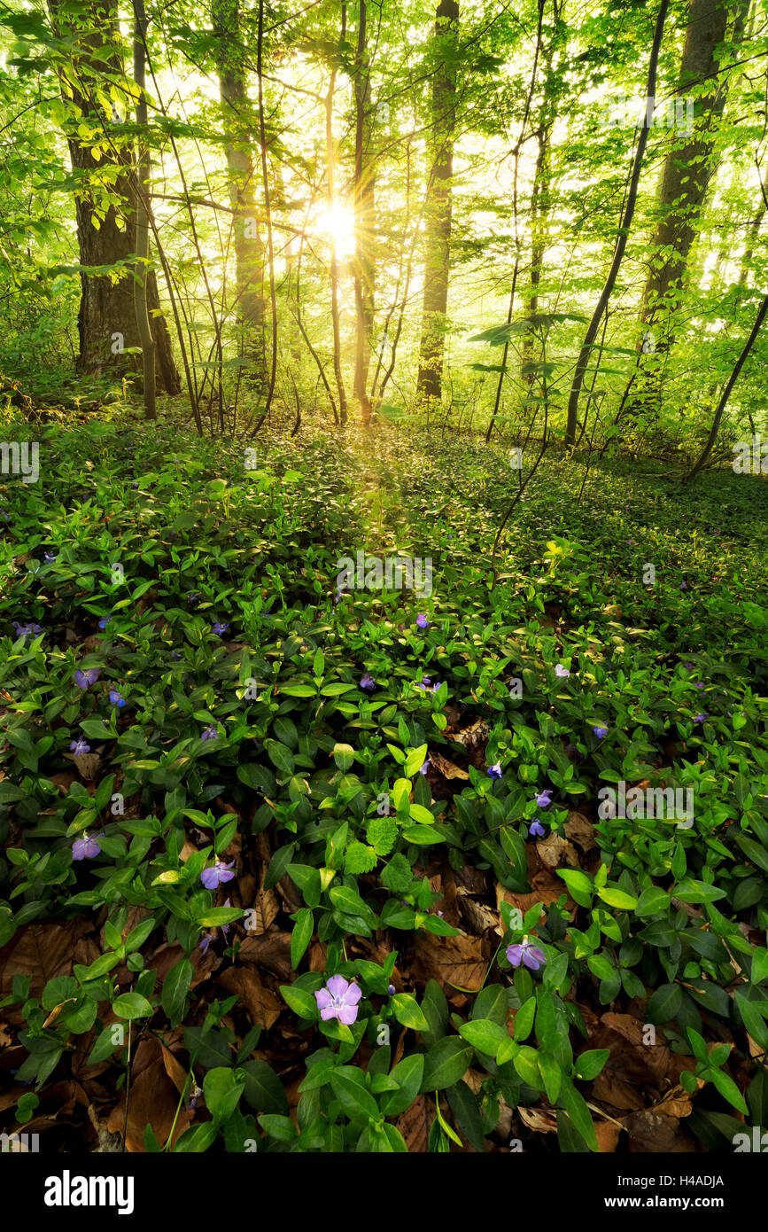 Germany, Bavaria, 'Augsburg Land' (district), Swabia, forest Stock ...