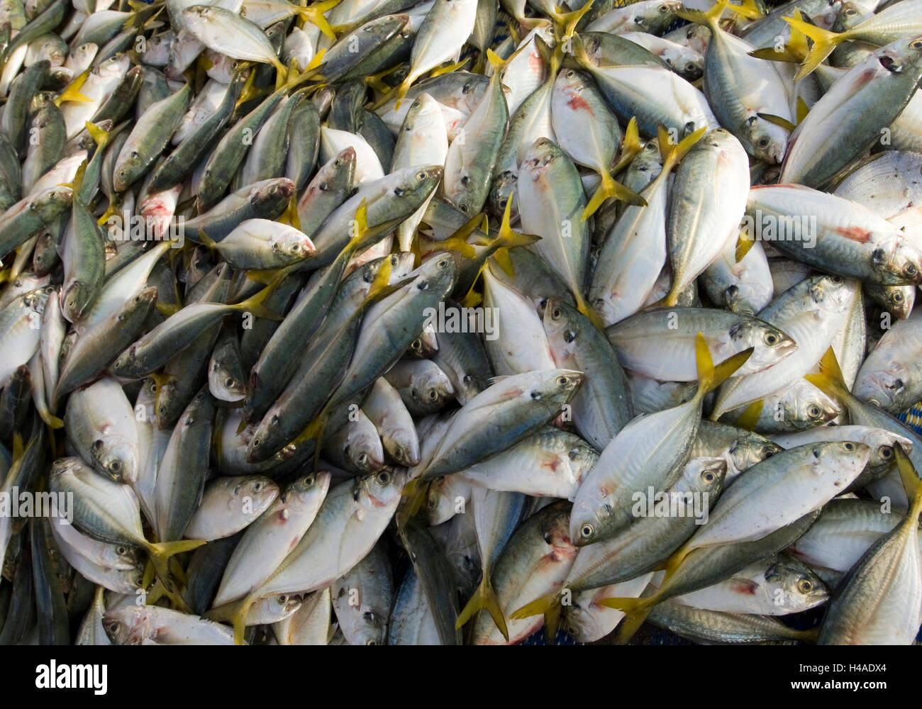 Oman, with Muscat, Seeb, fish on the beach Stock Photo - Alamy
