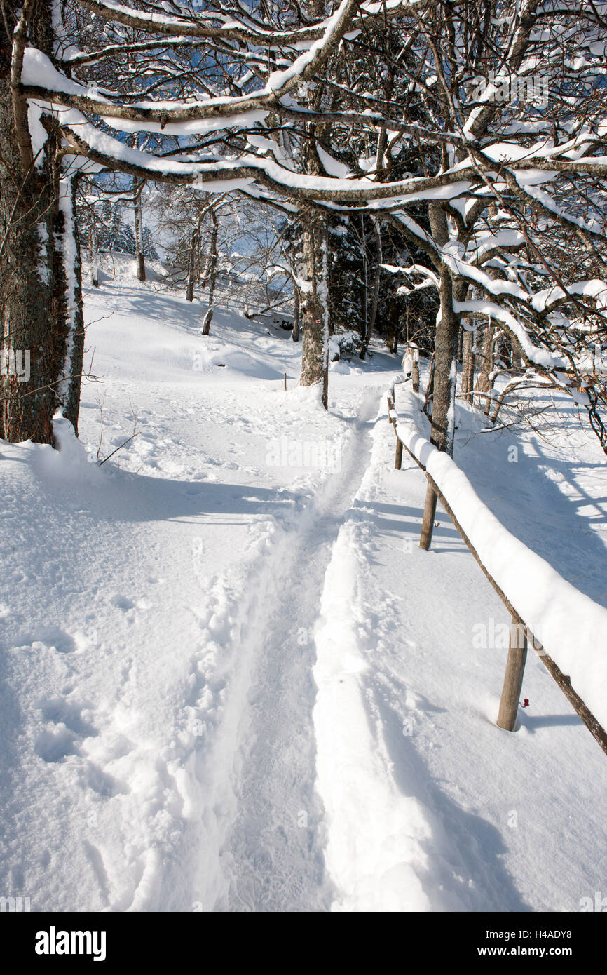 Germany, district Breisgau-high-level Black Forest, Hinterzarten ...