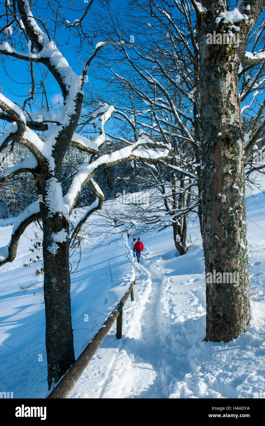 Germany, district Breisgau-high-level Black Forest, Hinterzarten ...