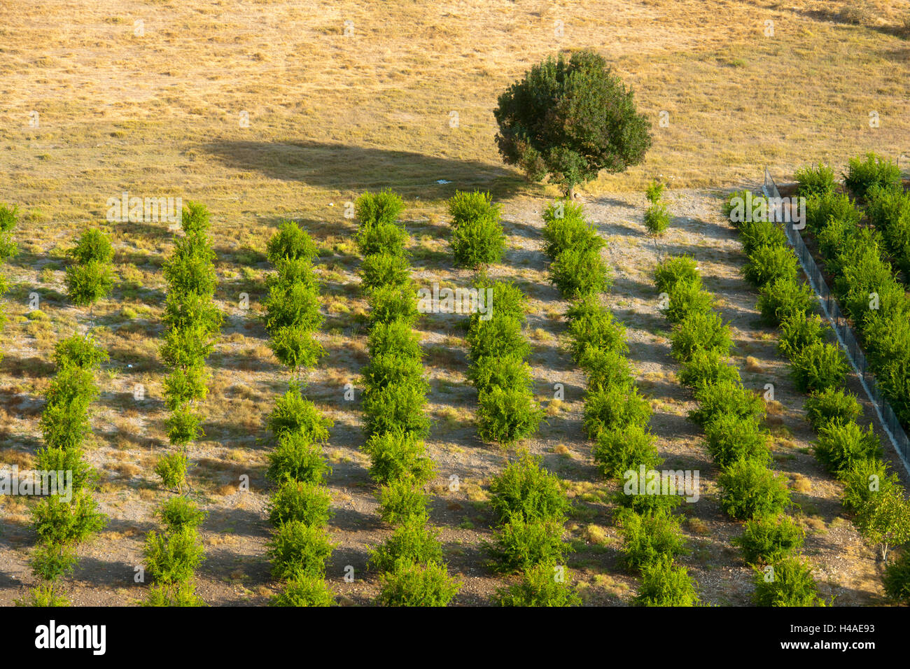 Turkey, province of Antalya, region of Dösemealti, agriculture Stock ...