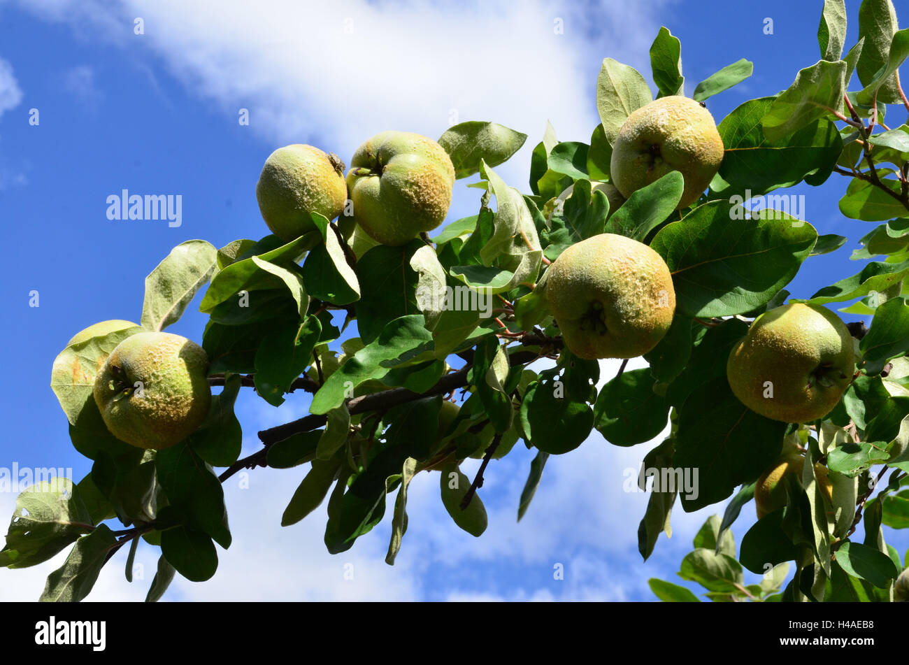 fruit tree, quince, fruits Stock Photo - Alamy