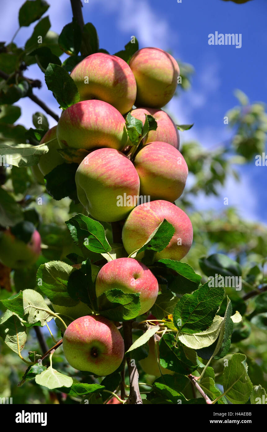 fruit tree, apple tree, branch, fruits Stock Photo - Alamy