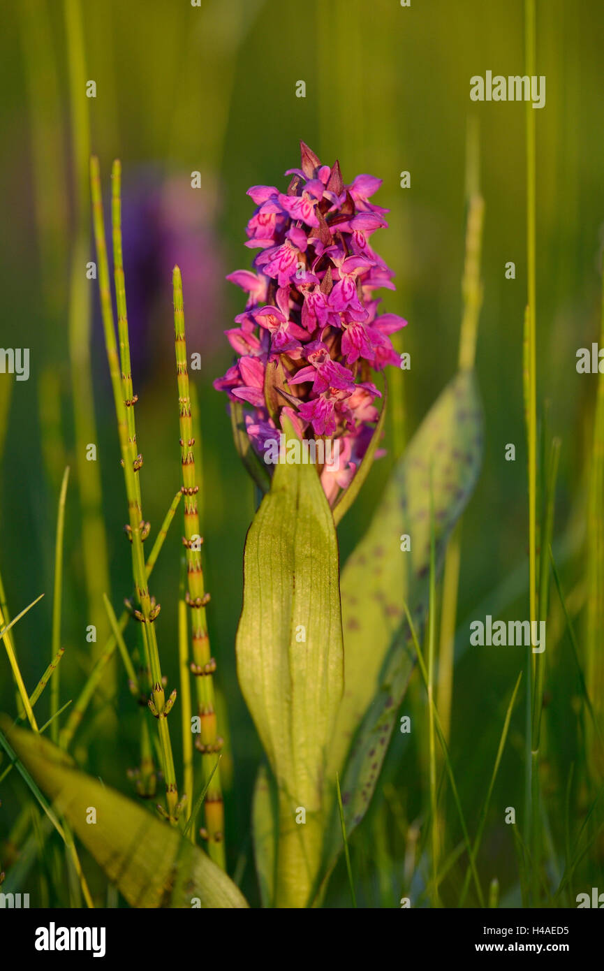 Broad-leaved marsh orchid, Dactylorhiza majalis, evening light Stock Photo - Alamy