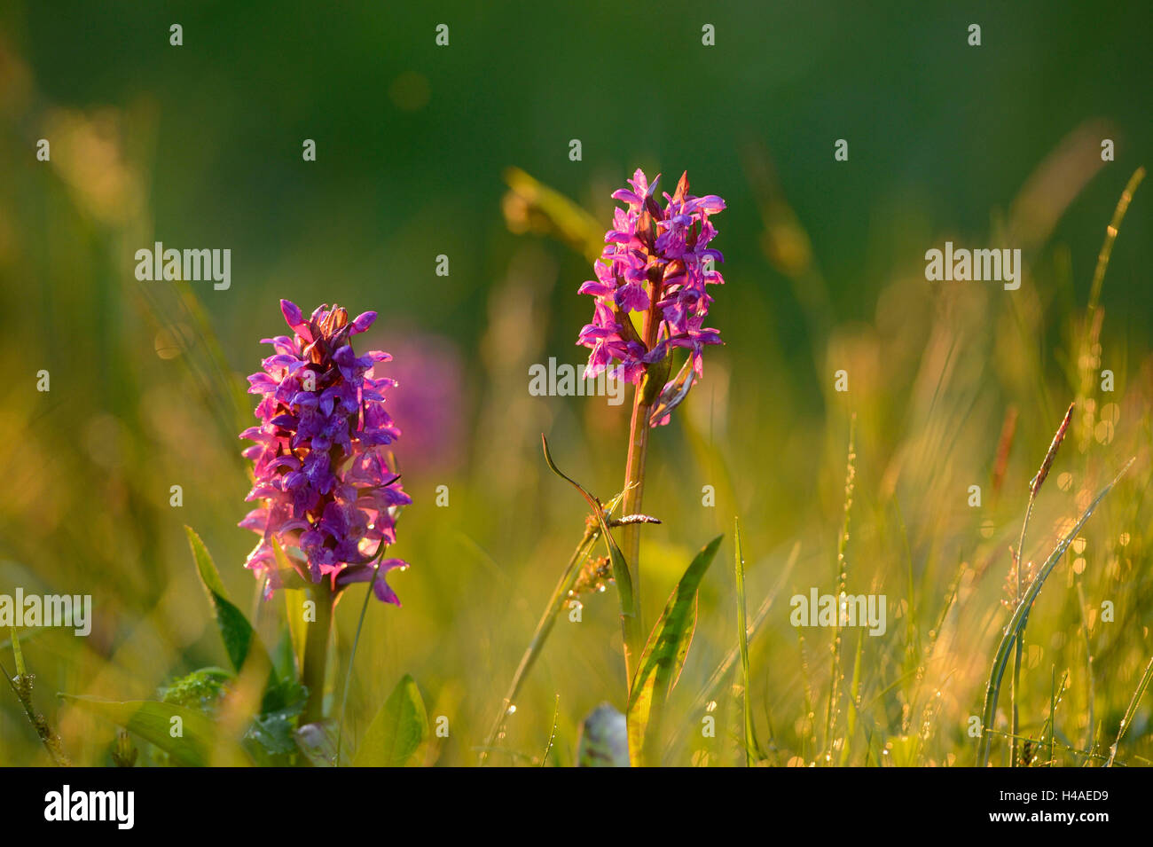Broad-leaved marsh orchid, Dactylorhiza majalis, evening light Stock Photo - Alamy