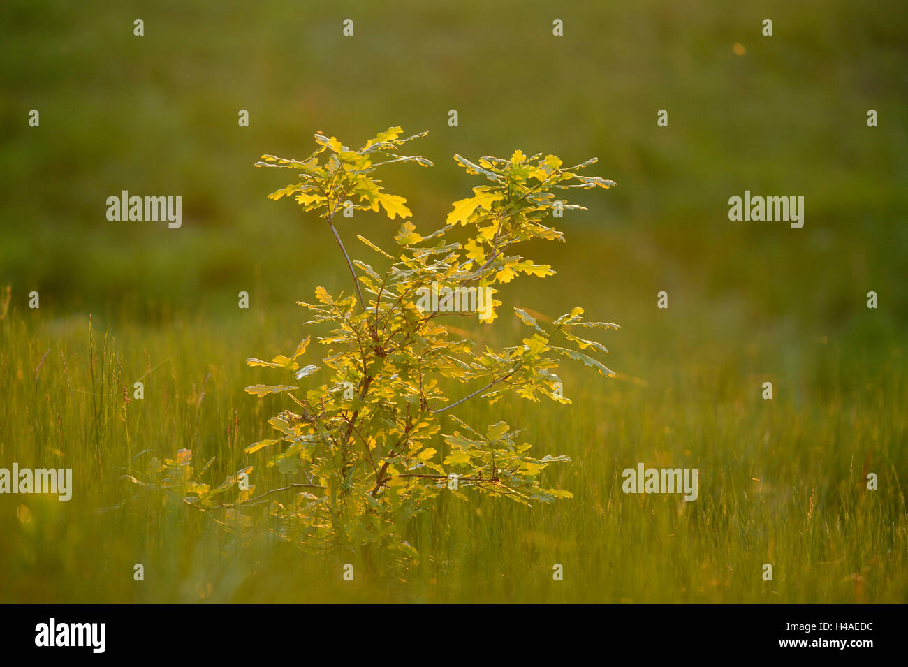 Young common oak , Quercus robur, meadow, grow Stock Photo - Alamy