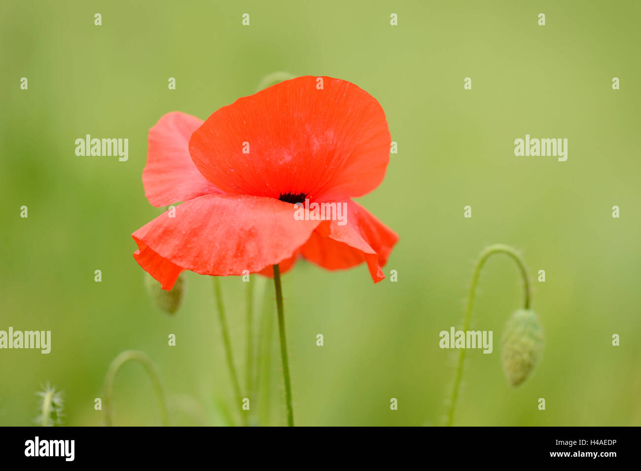 Red poppy, Papaver rhoeas, blossom Stock Photo - Alamy