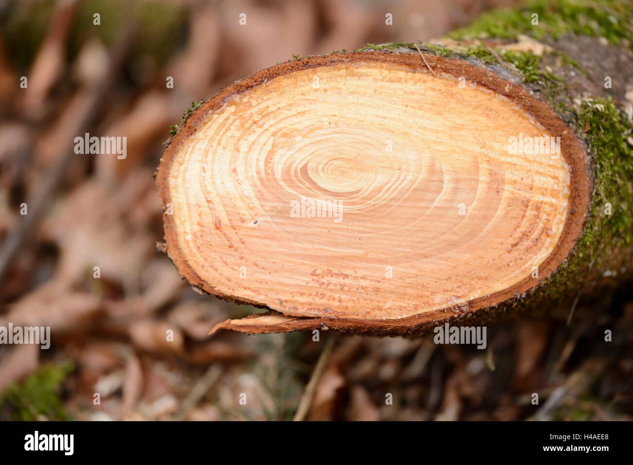 Norway spruce, Picea abies, log, sawn Stock Photo - Alamy