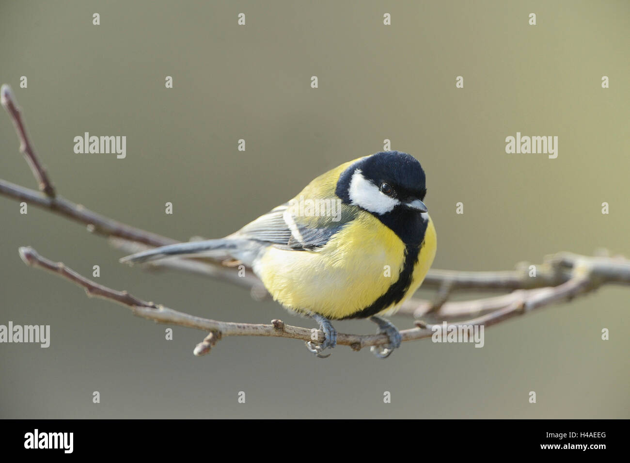 Great tit, Parus major, branch, side view, sitting Stock Photo - Alamy