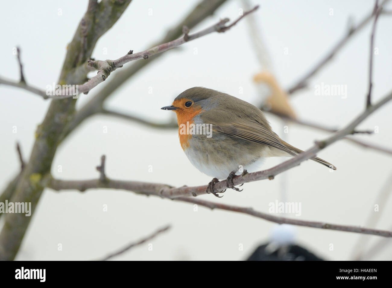 Side view of robin hi-res stock photography and images - Alamy
