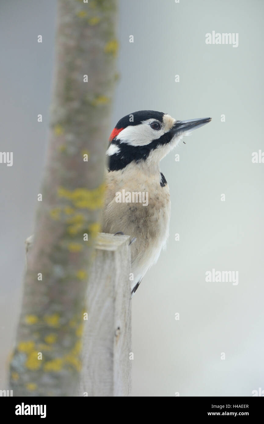 Woodpecker bird side view hi-res stock photography and images - Alamy