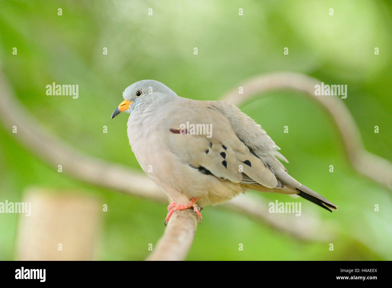 croaking ground dove, Columbina cruziana, branch, side view, sitting ...