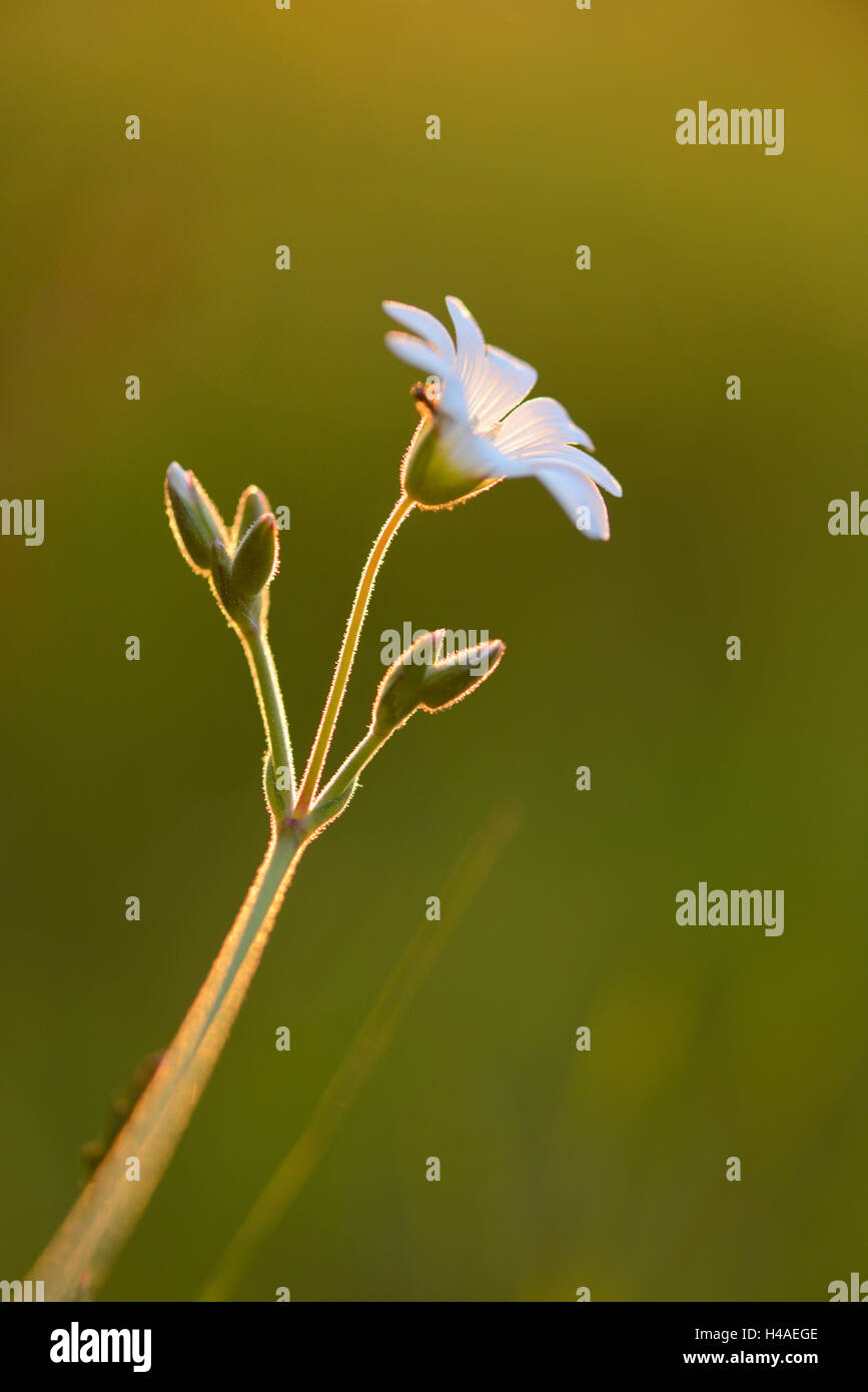 Big chickweed, Stellaria holostea, blossom, evening light Stock Photo ...