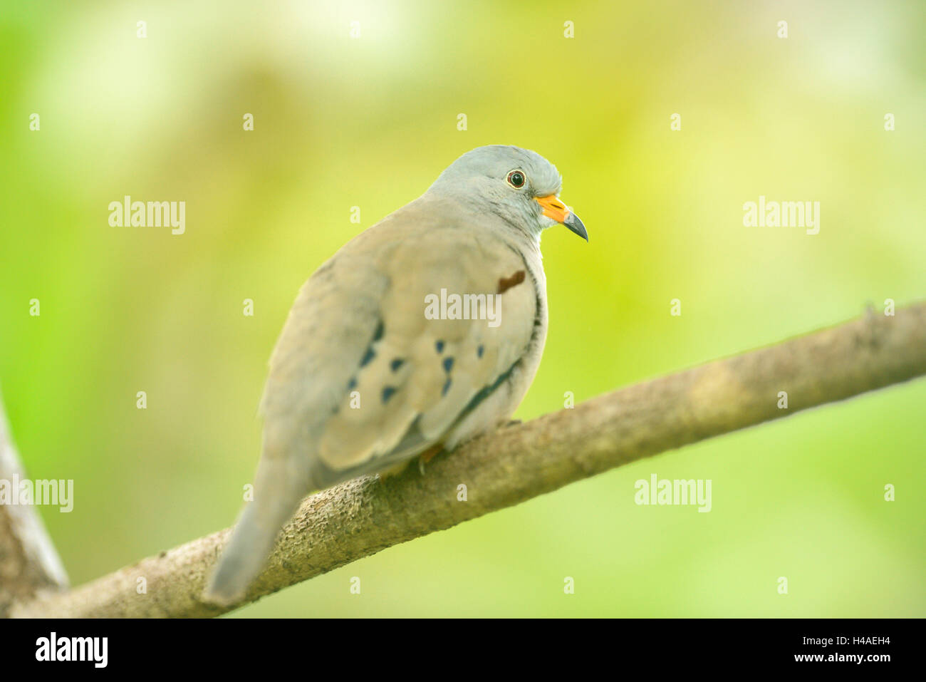 croaking ground dove, Columbina cruziana, branch, side view, sitting ...