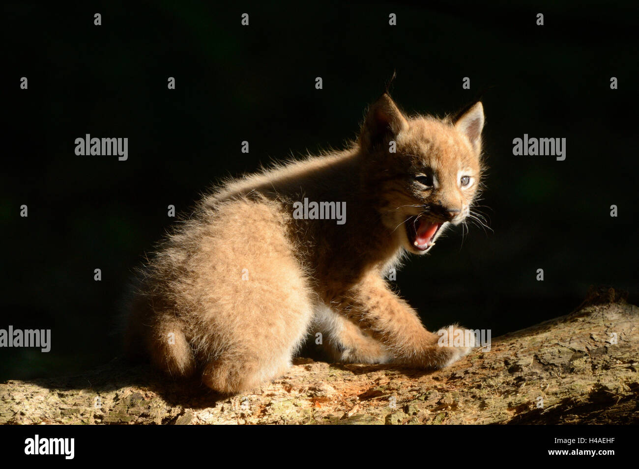 Eurasian lynx, Lynx lynx, young animal, side view, sitting Stock Photo ...