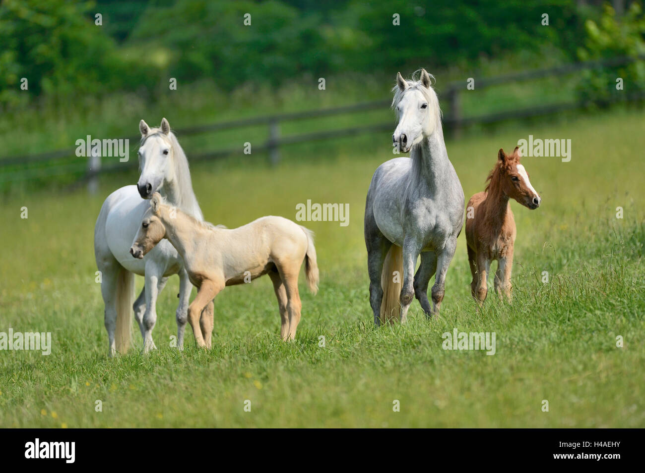 Connemara ponies, mares with foals, belt, head-on, standing Stock Photo ...