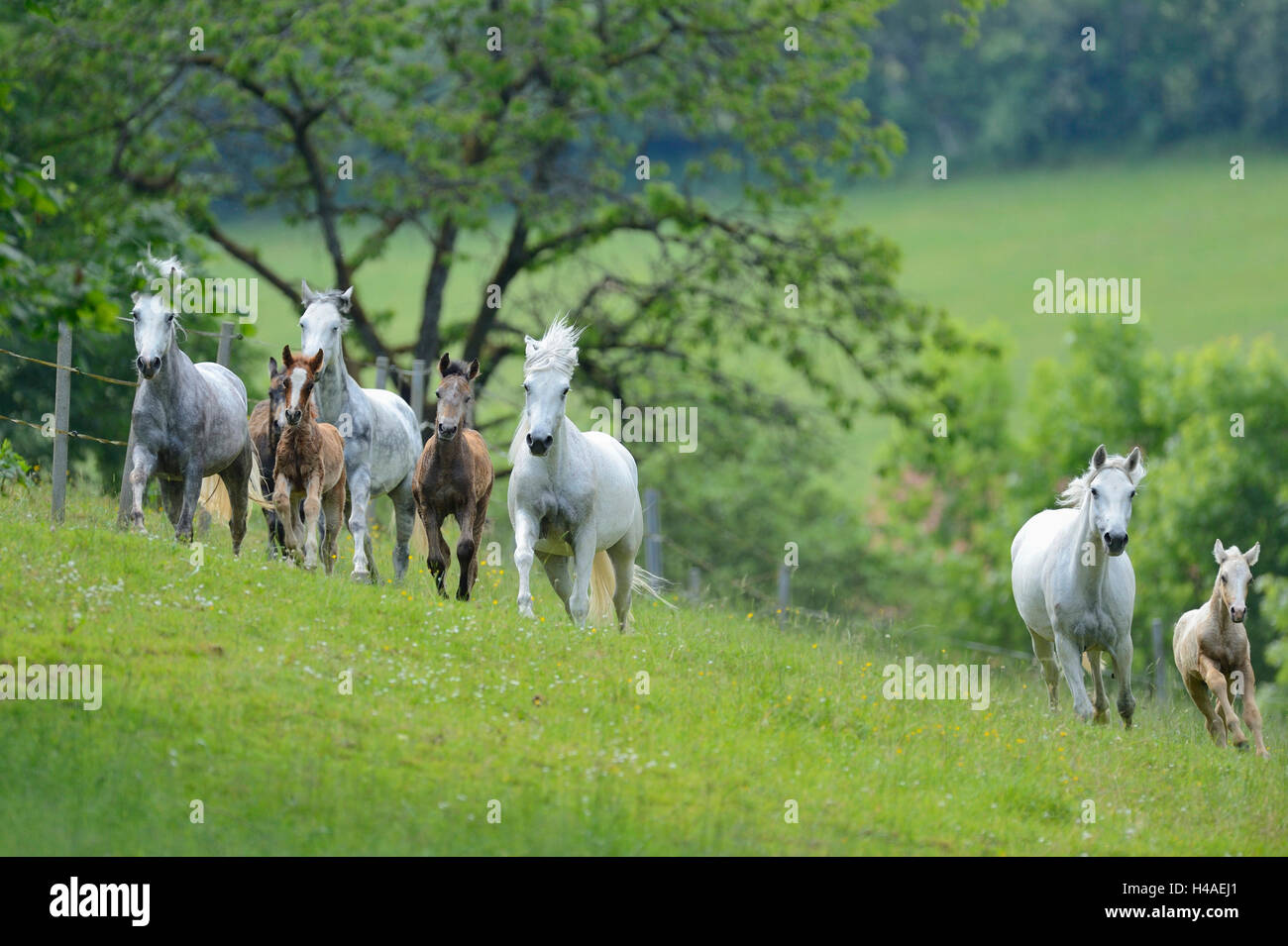 Connemara ponies, mares with foals, belt, head-on, running, looking at ...