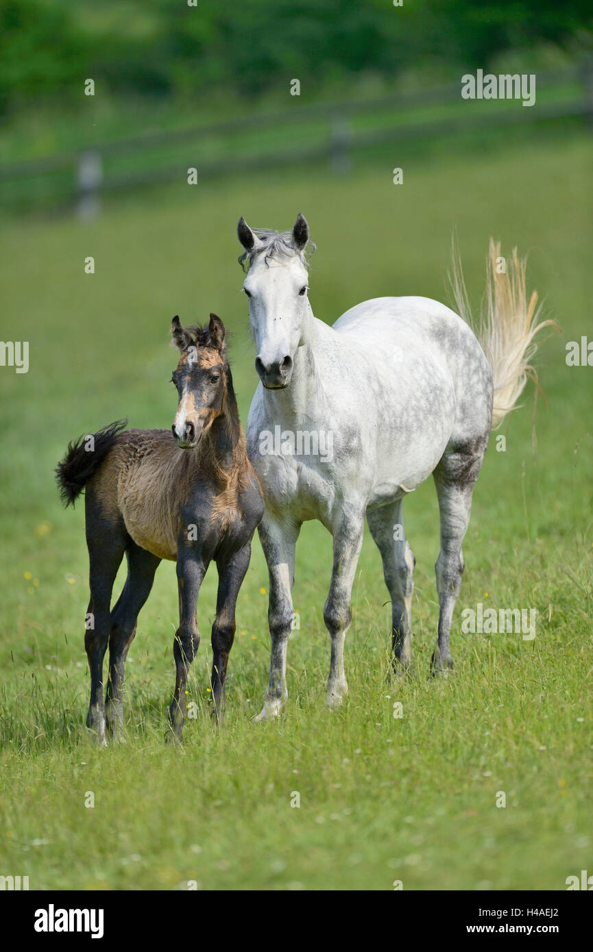 Connemara pony, mare with foal, belt, head-on, standing, looking at ...
