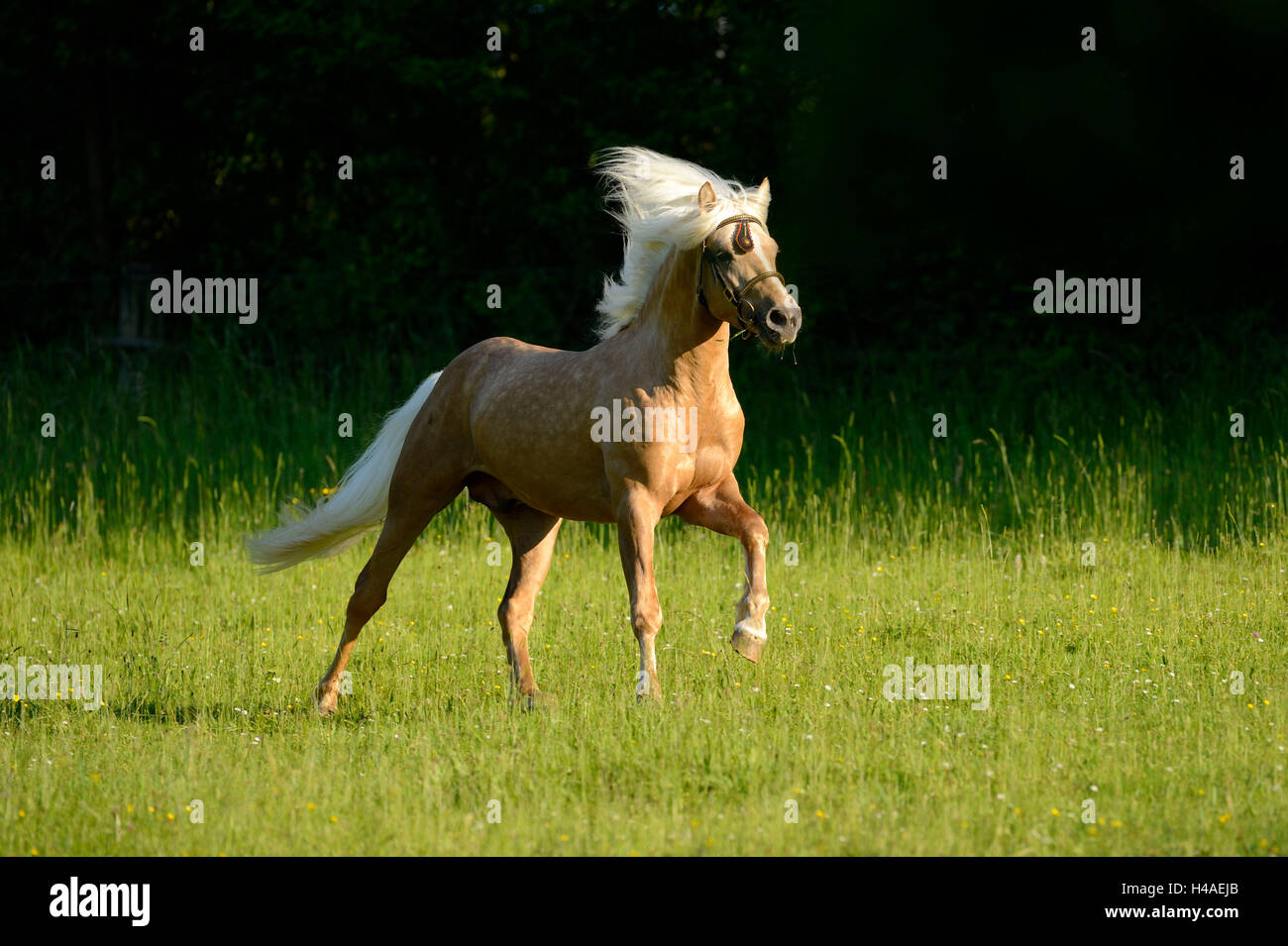 Connemara pony, stallion, belt, side view, running Stock Photo - Alamy