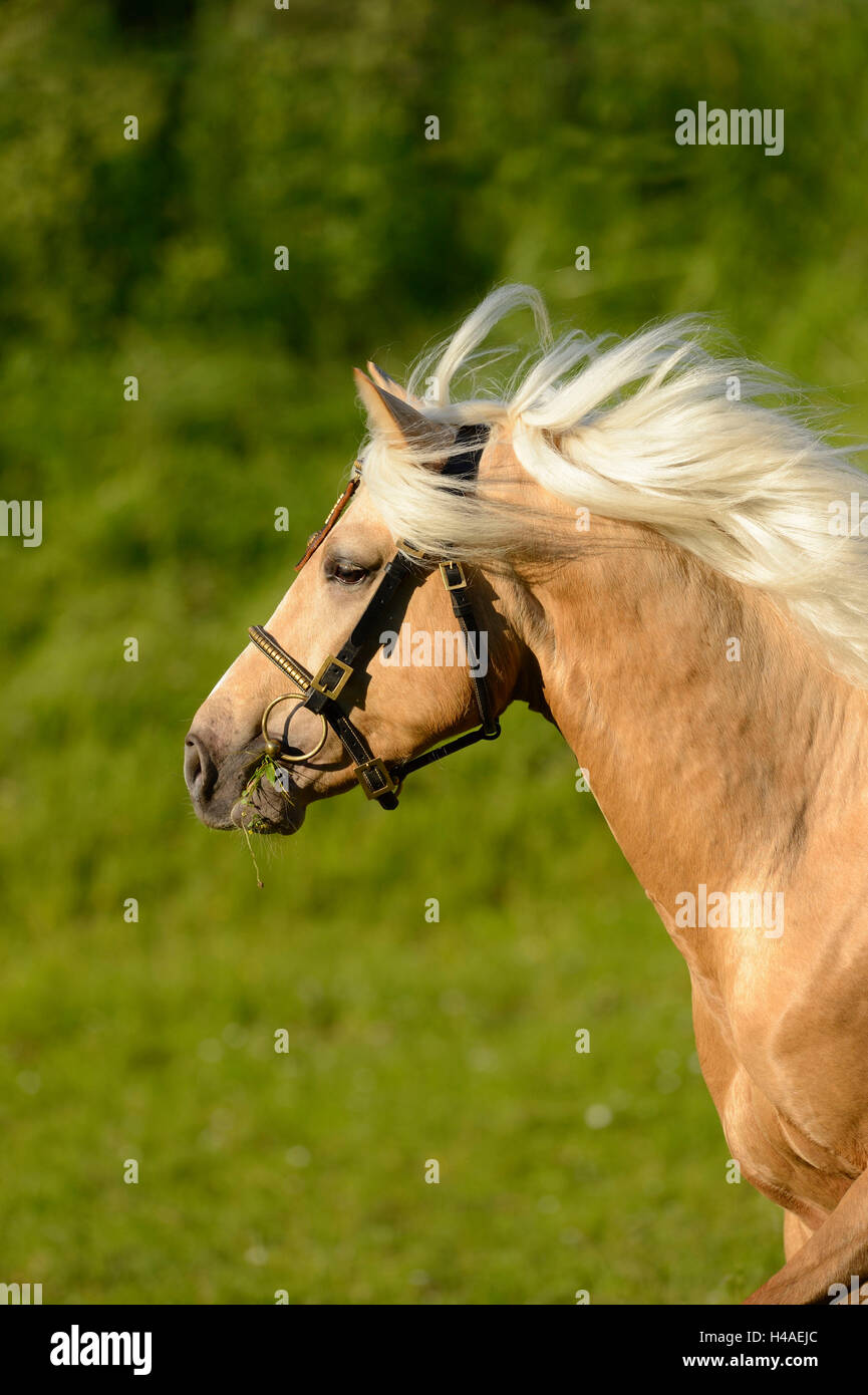 Connemara pony, stallion, belt, side view, running Stock Photo - Alamy