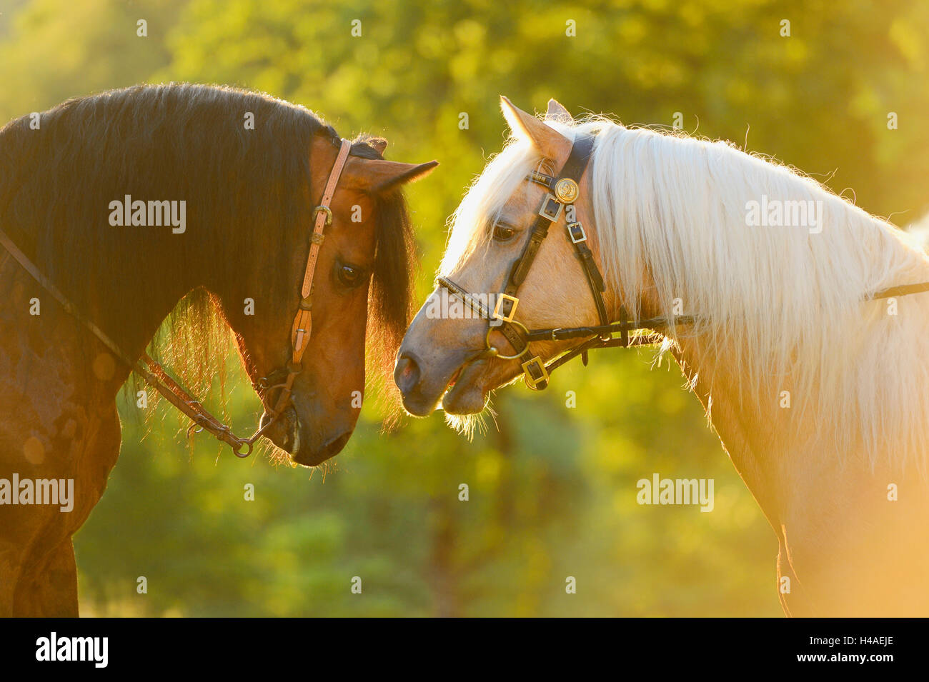 Connemara pony, portrait, stallions, side view Stock Photo - Alamy