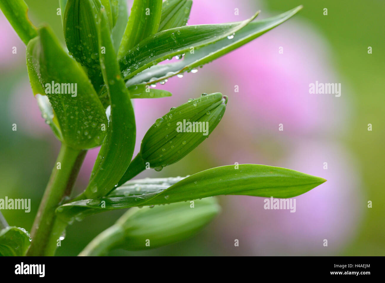 Lily, Lilium, bud, wet, close-up Stock Photo - Alamy