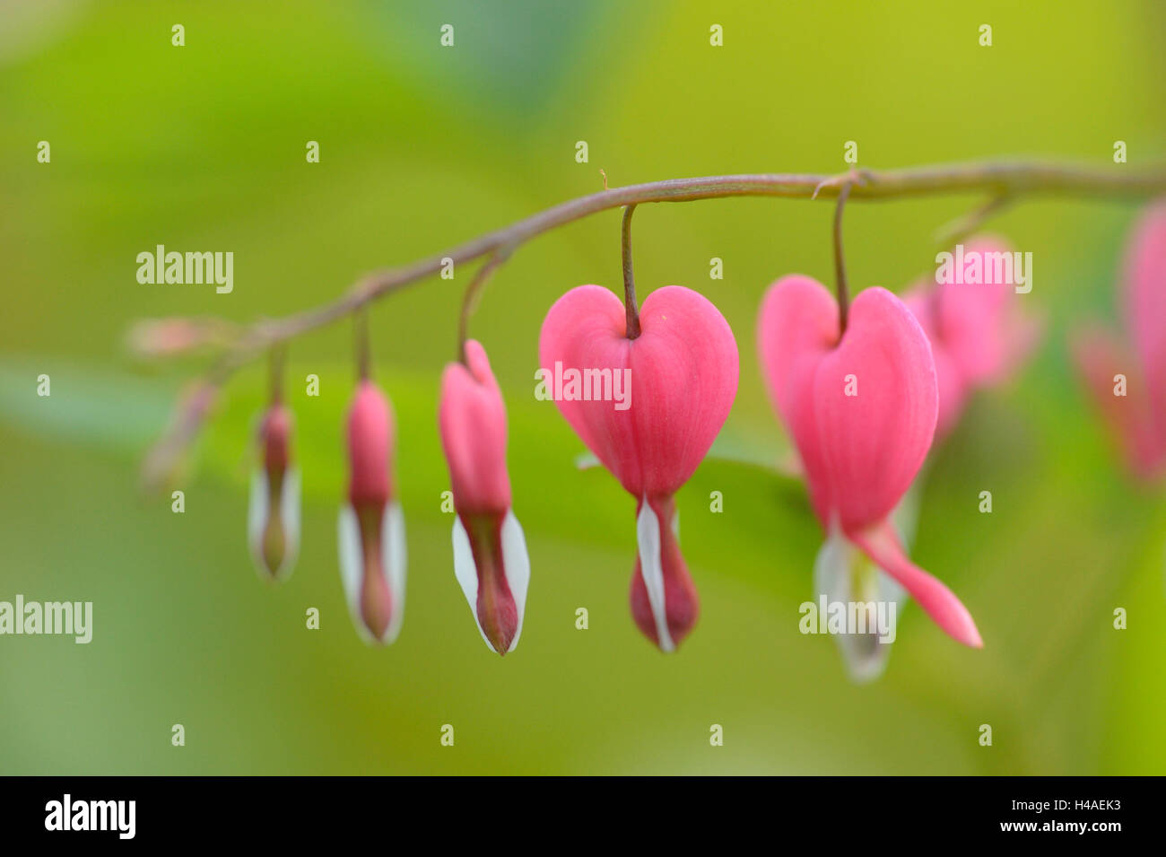 Watering heart, Lamprocapnos spectabilis, blossoms Stock Photo - Alamy