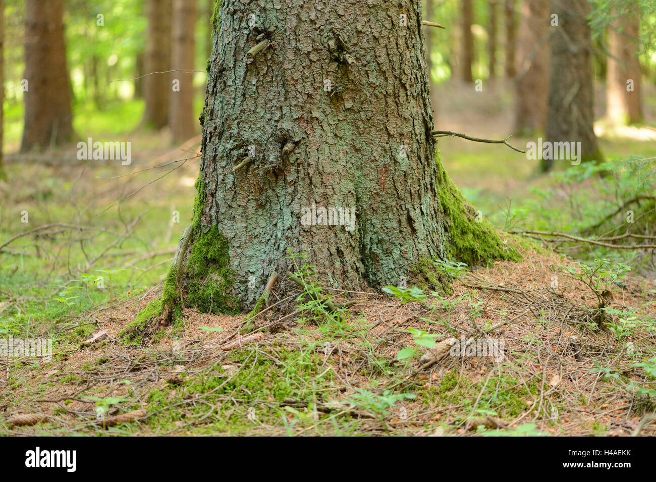 Norway spruce, Picea abies, trunk Stock Photo - Alamy