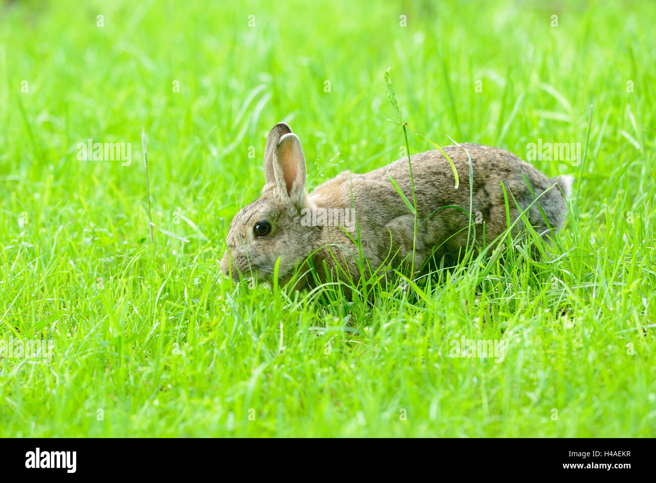 Side view running rabbit hi-res stock photography and images - Alamy