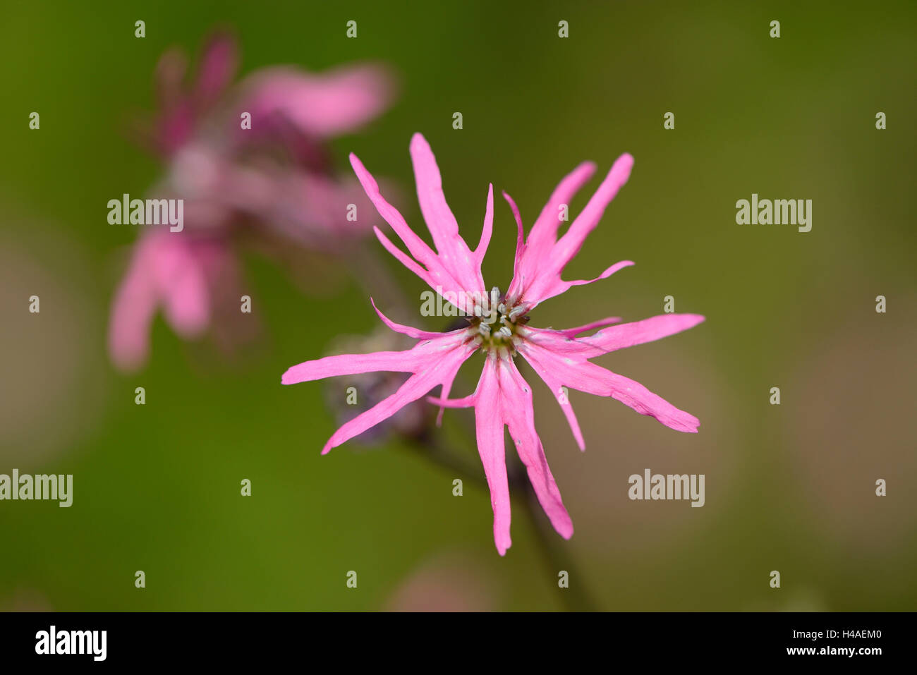Ragged Robin, Lychnis flos-cuculi, blossom Stock Photo - Alamy