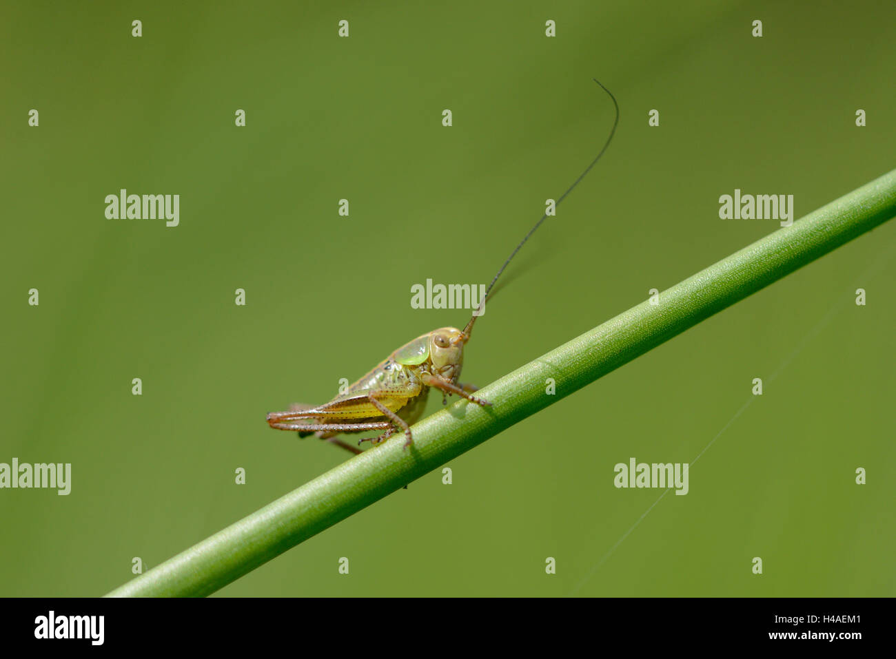 meadow grasshopper, Chorthippus parallelus, side view, close-up Stock ...