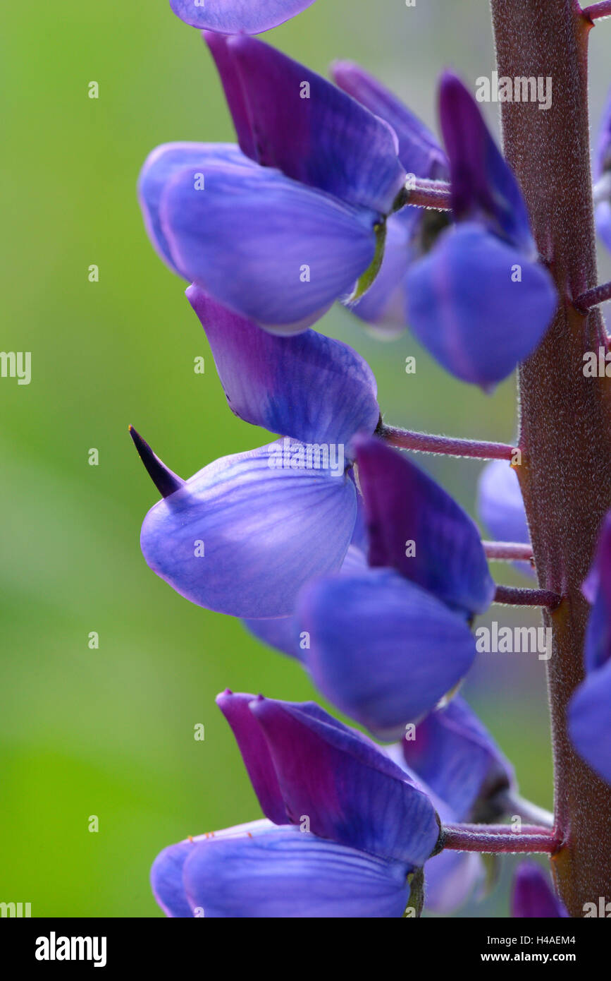 Blue lupin, Lupinus angustifolius, blossoms, detail Stock Photo - Alamy