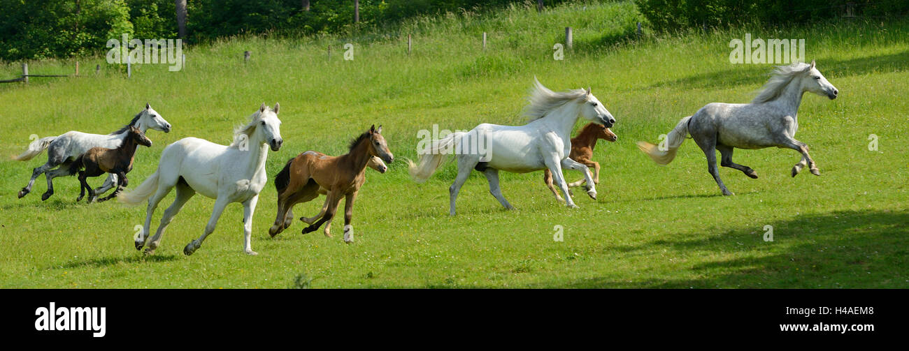 Connemara ponies, mares with foals, paddock, side view, running Stock ...