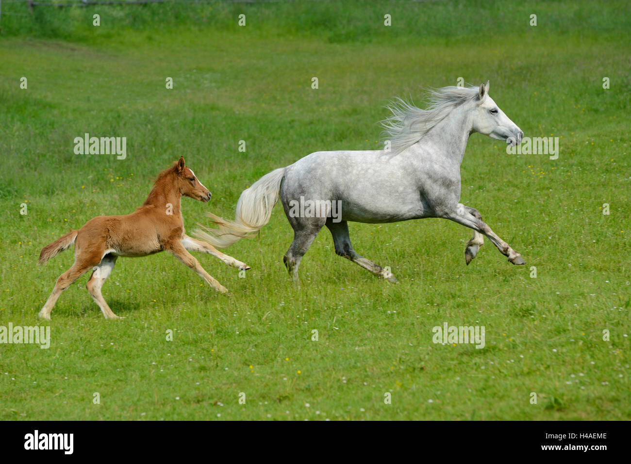 Connemara pony, mare with foal, paddock, side view, running Stock Photo ...