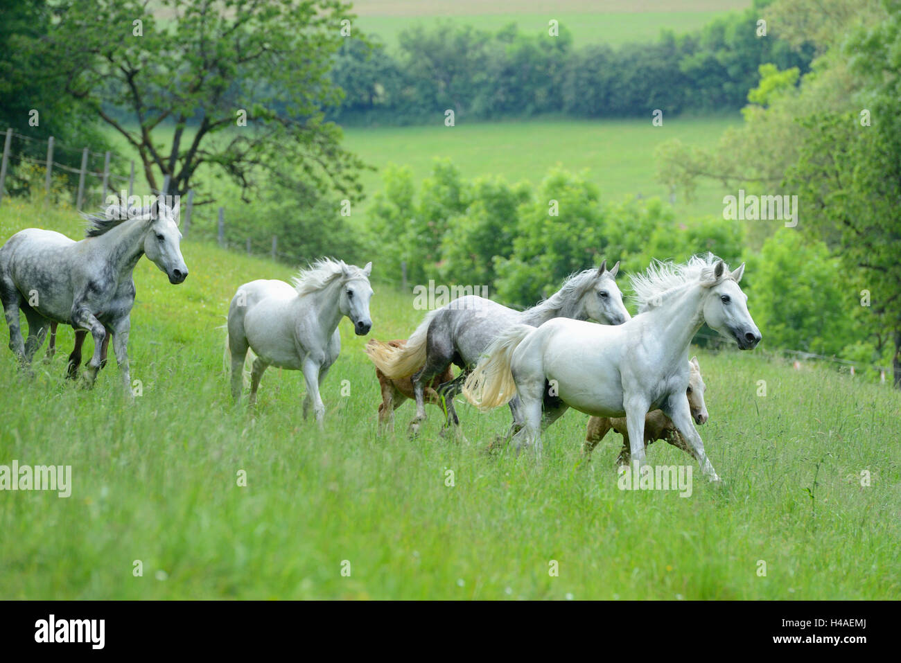 Connemara ponies, mares with foals, paddock, side view, running Stock ...