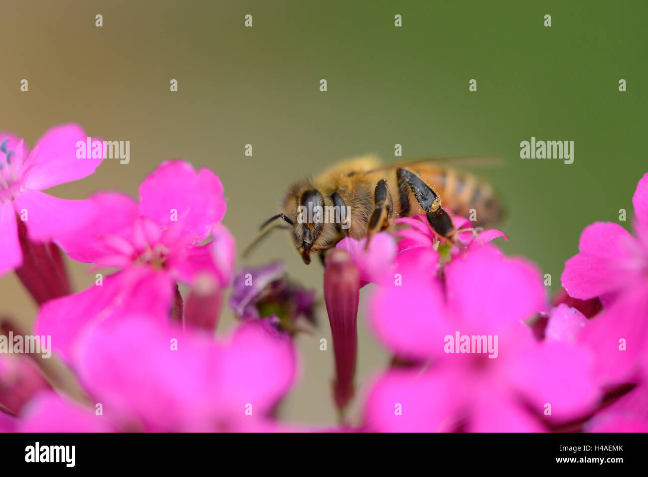 Western honey bee, Apis mellifera, blossoms, dust, side view Stock ...