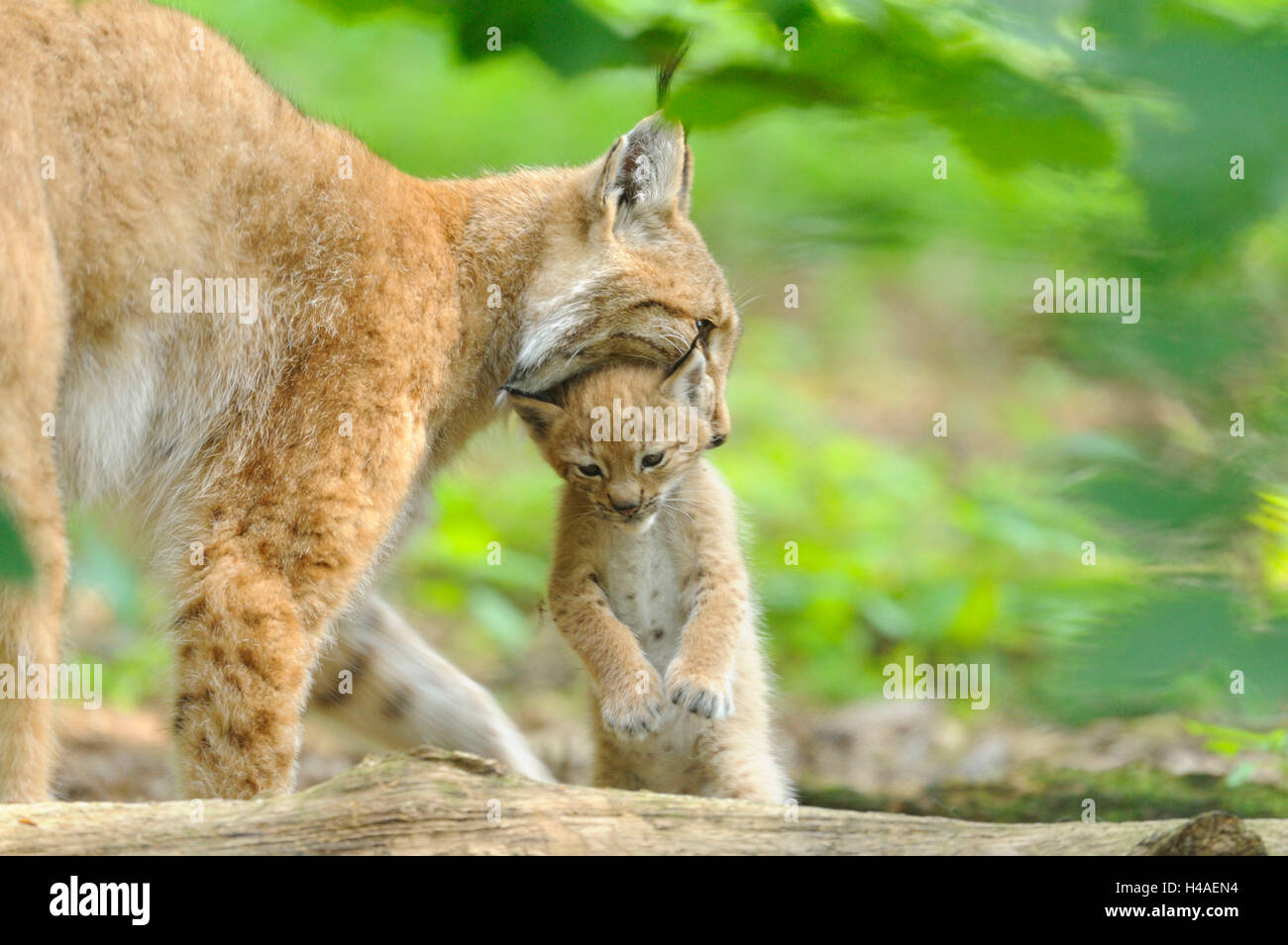 Eurasian lynx, Lynx lynx, mother carries young animal, looking at ...