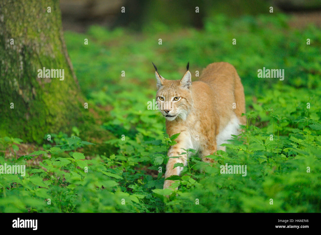 Eurasian lynx, Lynx lynx, head-on, Anguidae Stock Photo - Alamy