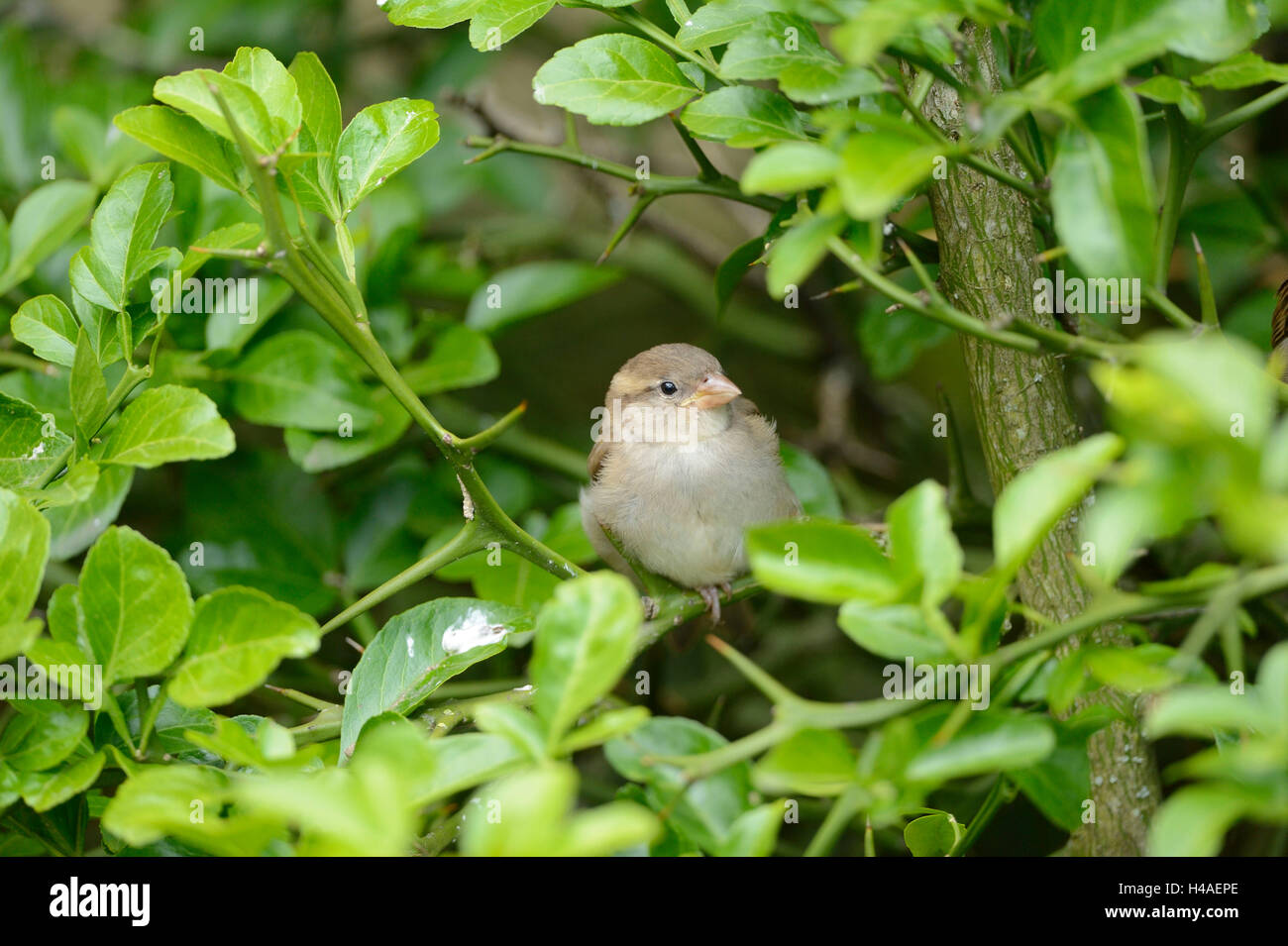 House sparrow, Passer domesticus, female, branches, sitting Stock Photo ...