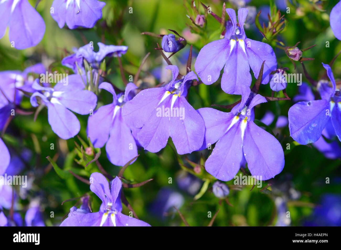 Lobelia erinus plant hi-res stock photography and images - Alamy