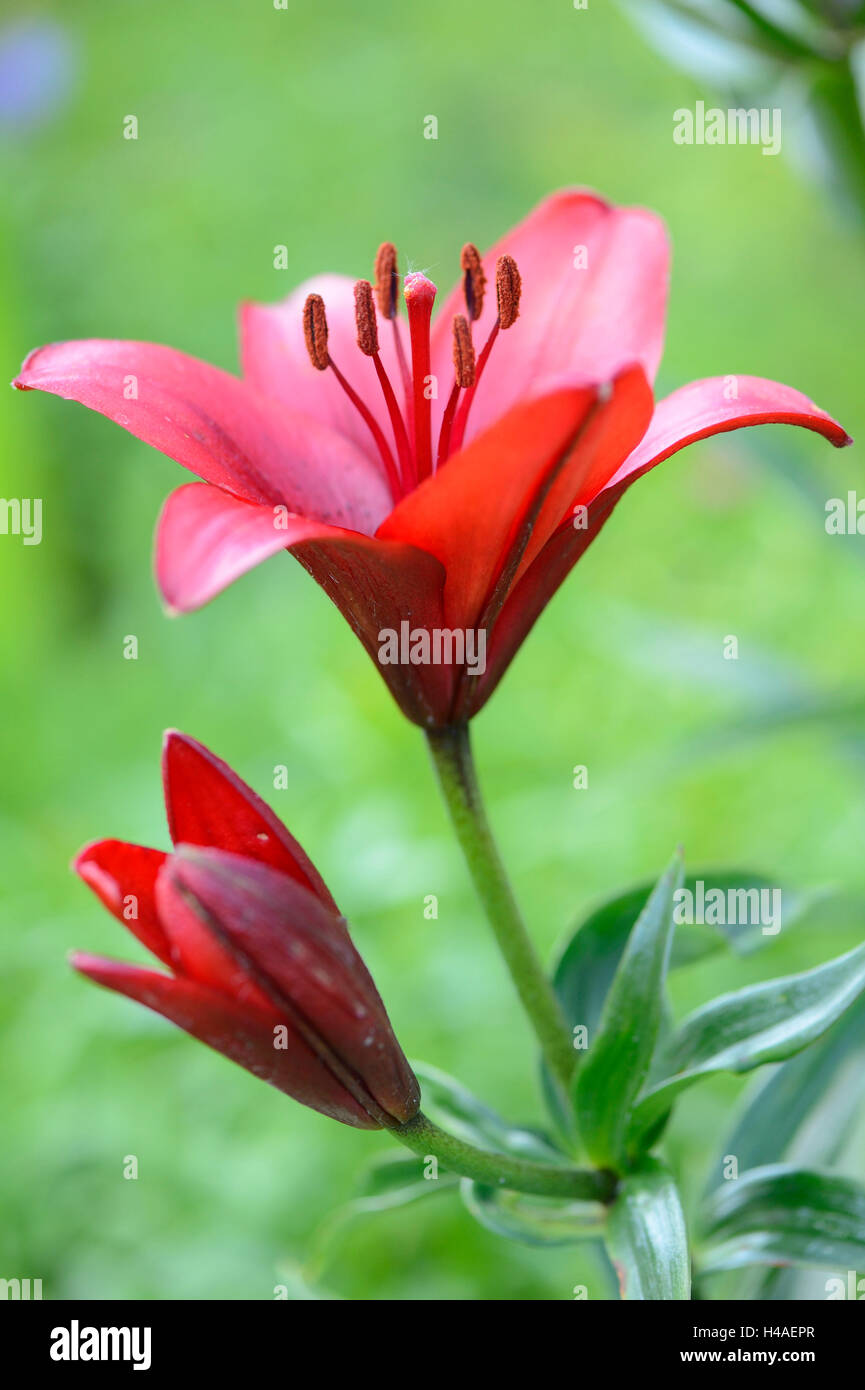 Red lilium hi-res stock photography and images - Alamy