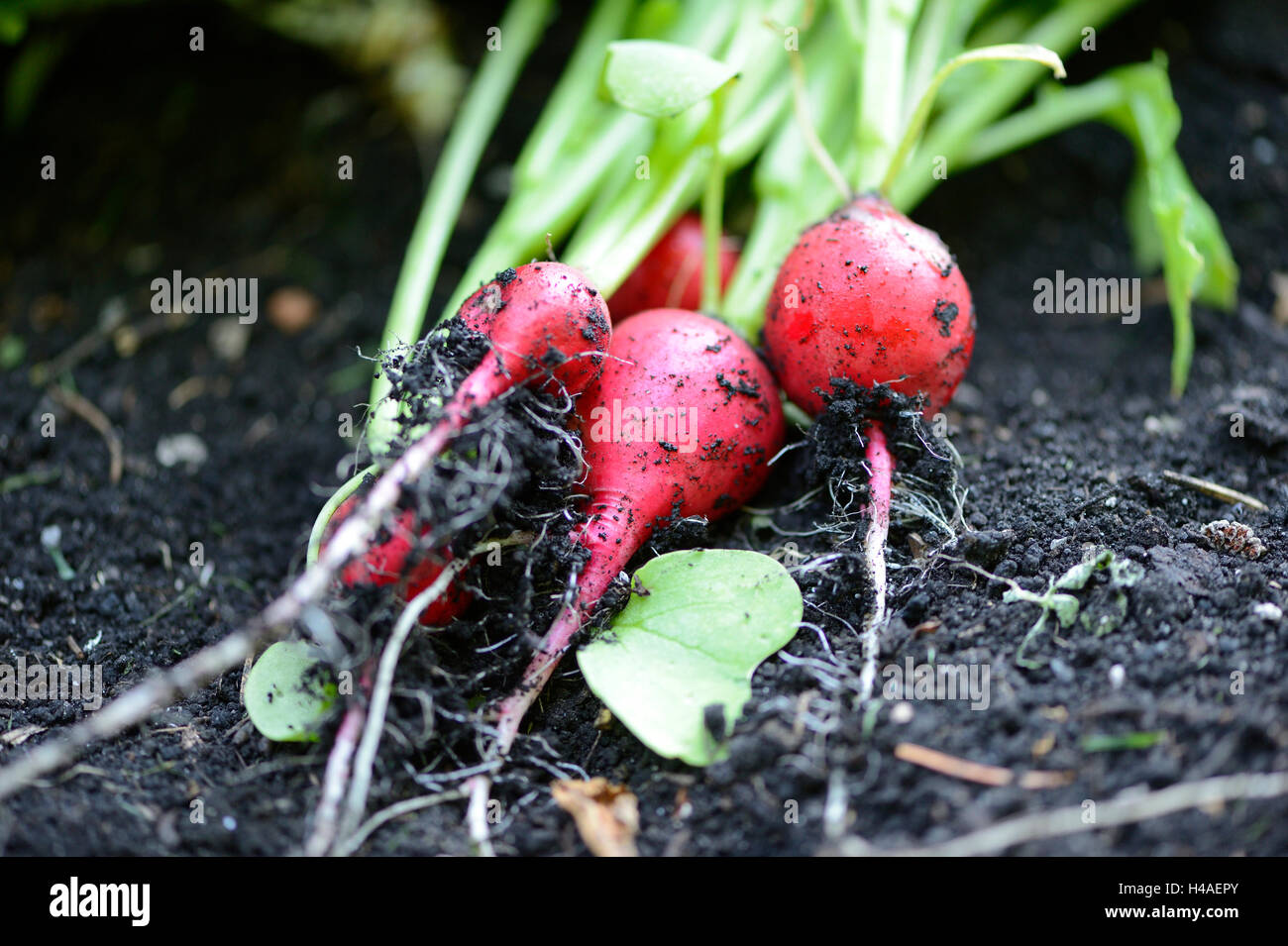 Radishes, Raphanus sativus var. Sativus, harvested, earth, lying Stock Photo - Alamy