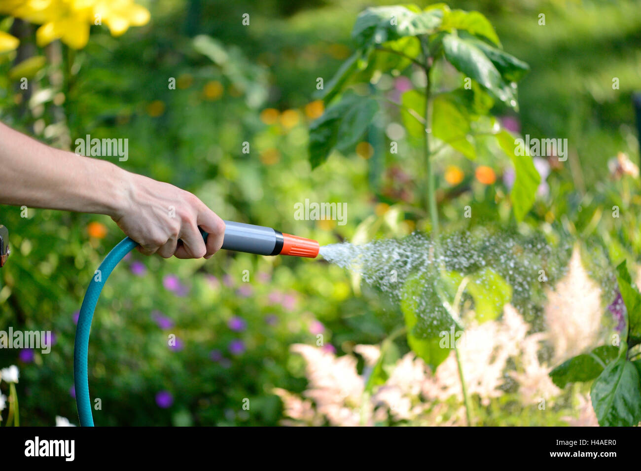 Man, hand, water hose, hold, garden, pour Stock Photo - Alamy
