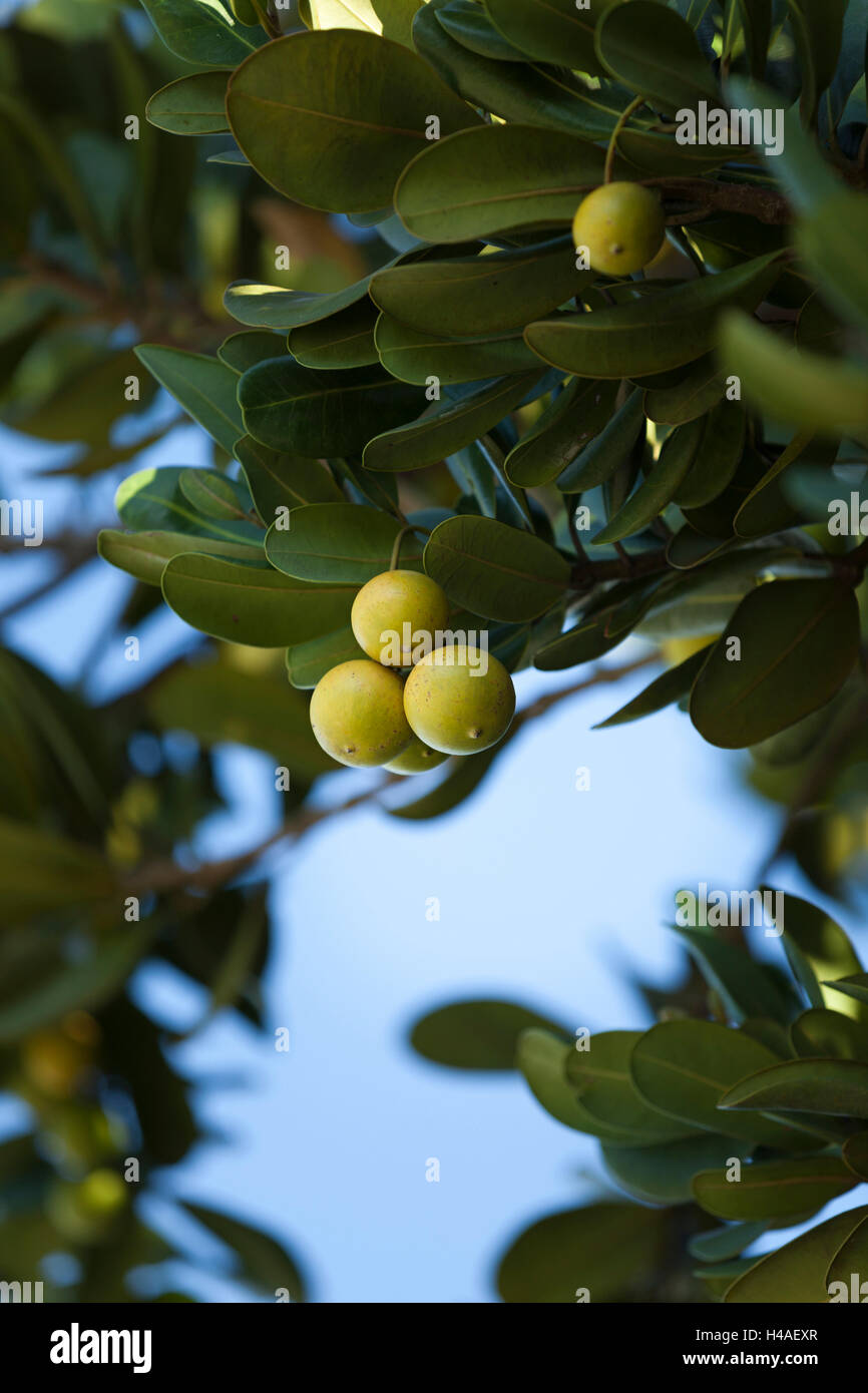 Calophyllum hi-res stock photography and images - Alamy
