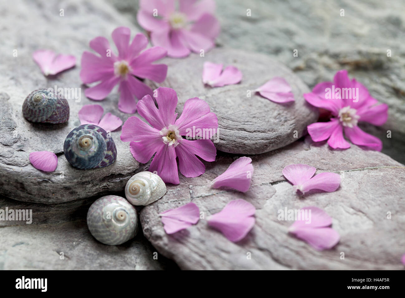 Pink Snail High Resolution Stock Photography and Images - Alamy