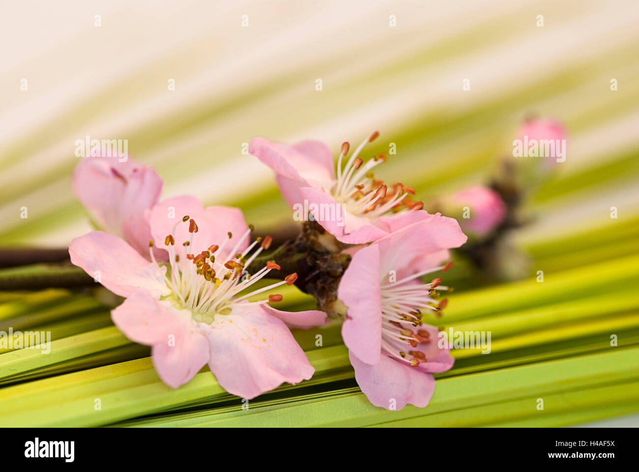 Peach blossoms and blades of grass Stock Photo - Alamy