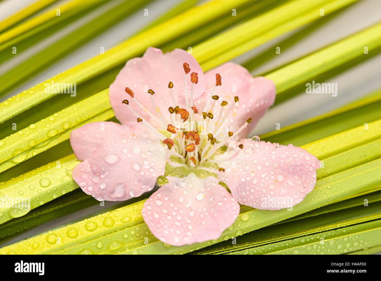 Peach blossom and blades of grass Stock Photo - Alamy