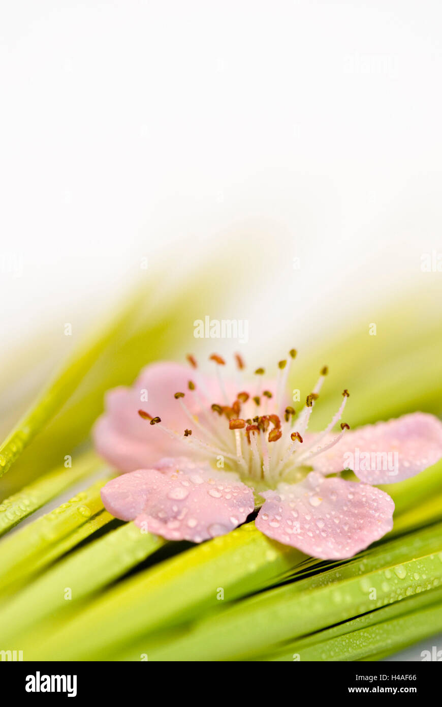 Peach blossom and blades of grass Stock Photo - Alamy