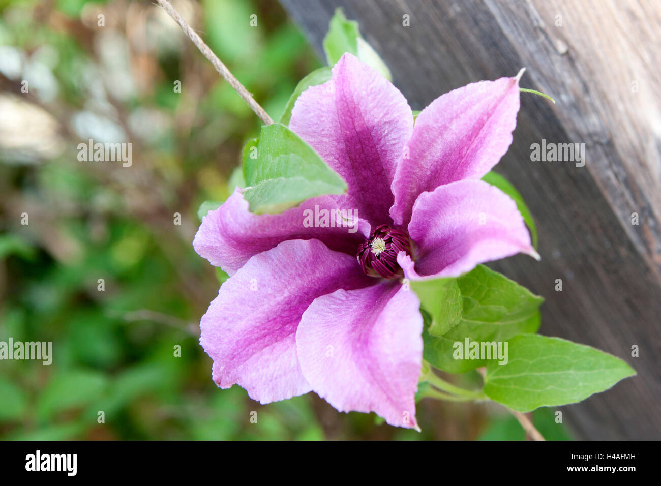 Blossoming violet Clematis Stock Photo - Alamy