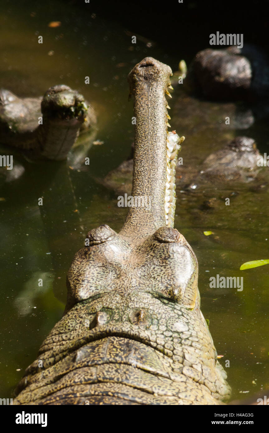 The gharial is a fish eating crocodile hi-res stock photography and ...